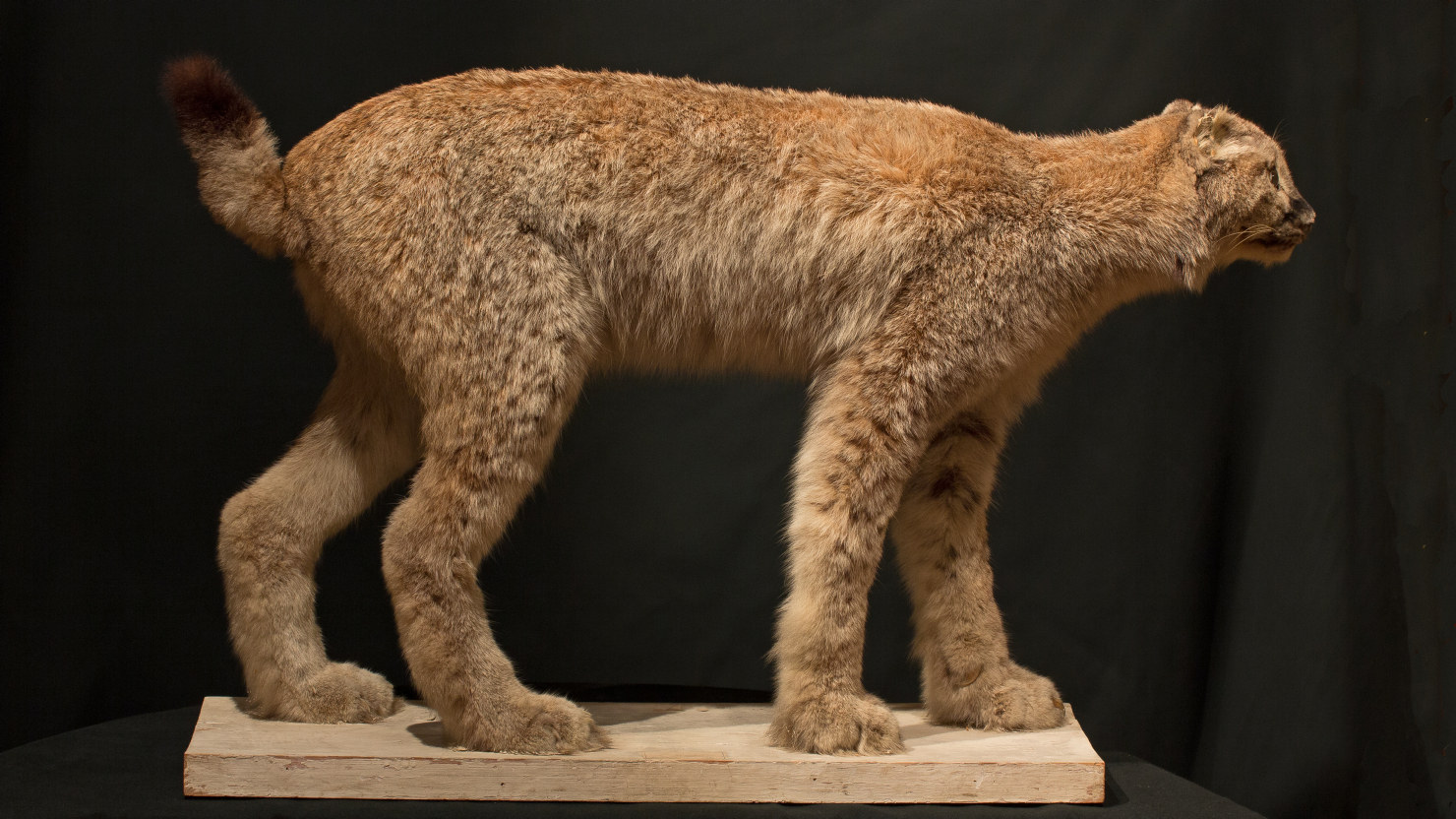 Lynx - Vänersborgs museum