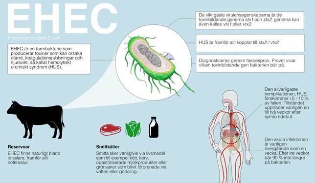 Ehec Infektion Nachweis : Diagnostik von EHEC-Erkrankungen – BKZXTZ
